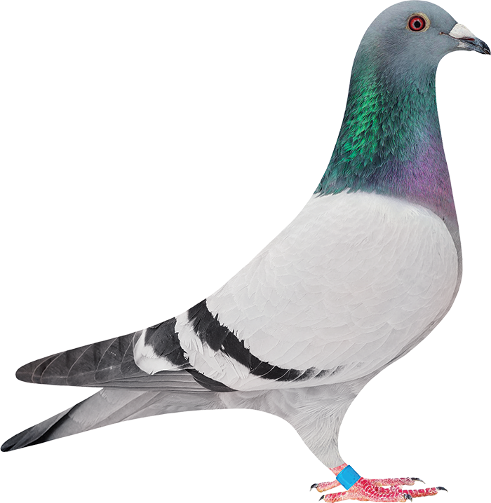Florida Pigeon Derby - Home